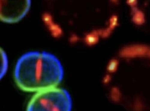 Events | archaea.bio