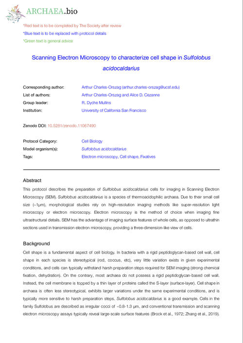 Sulfolobus Acidocaldarius Archaea Stock Image C012